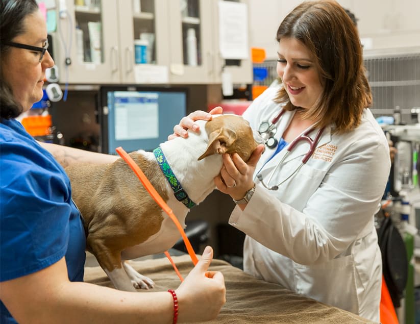 Arkansas Veterinary Emergency Specialists In Little Rock