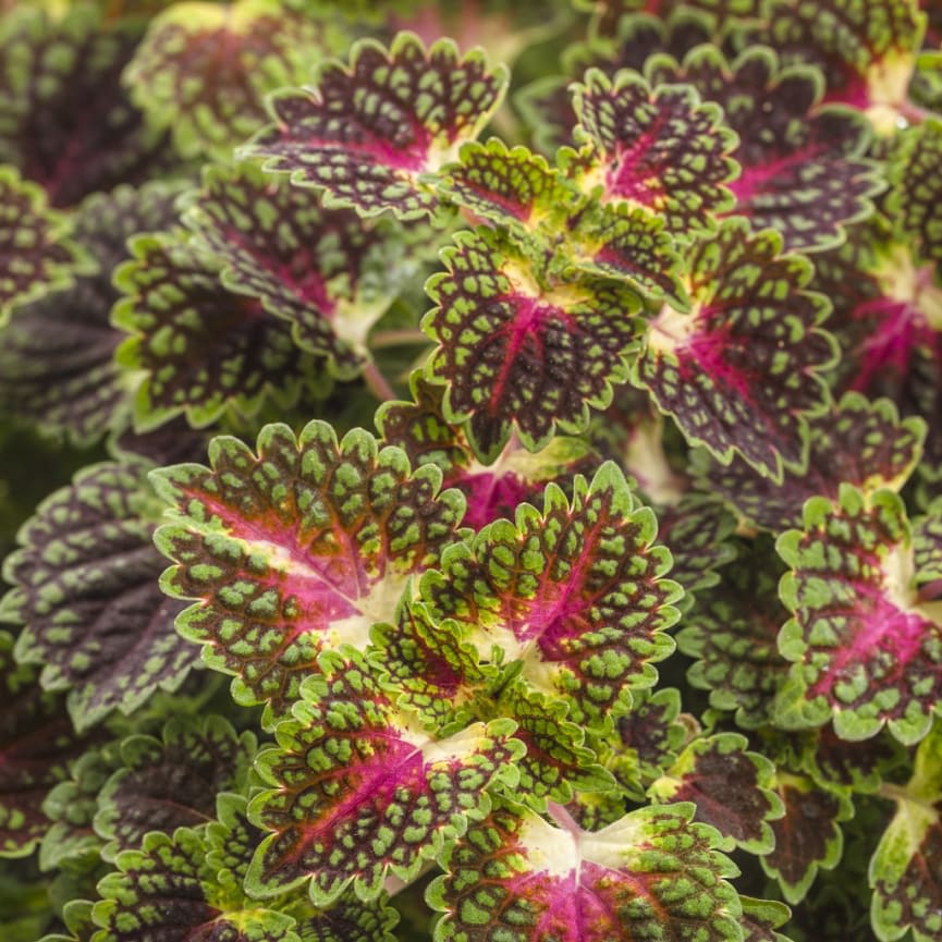Proven Winners® Coleus® | Ed Sobkowich Greenhouses LTD