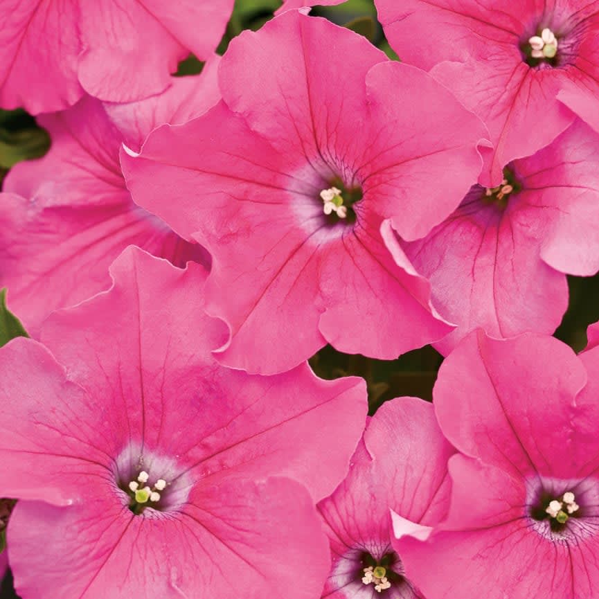 Proven Winners® Petunia Supertunia® | Ed Sobkowich Greenhouses LTD