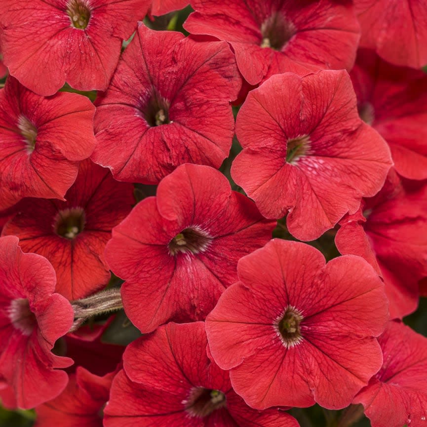 Proven Winners® Petunia Supertunia® | Ed Sobkowich Greenhouses LTD
