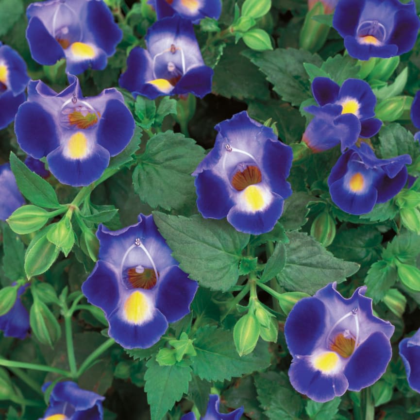 Proven Winners® Torenia | Ed Sobkowich Greenhouses LTD