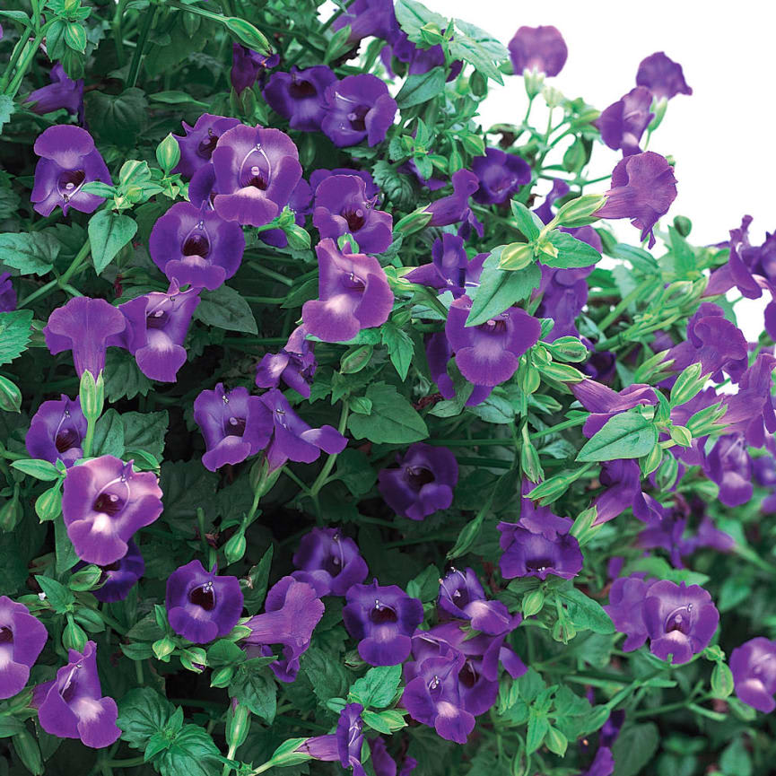 Proven Winners® Torenia | Ed Sobkowich Greenhouses LTD