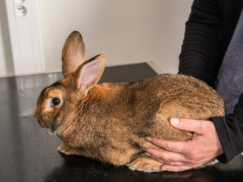 Vet in Thomasville, NC | Thomasville Animal Hospital