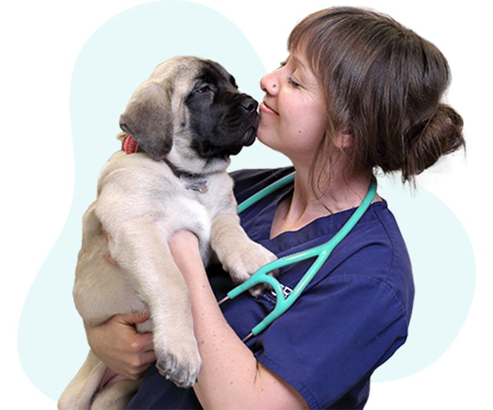 Lyme Disease In Pets Pet Health Care Tip From FindVetCare lyme-disease-in-pets-pet-health-care-tip-from-findvetcare