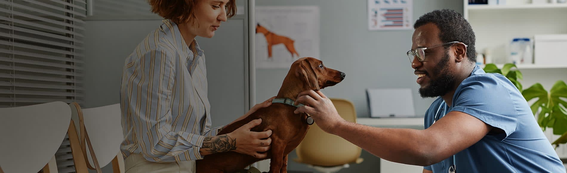 International Recruiting for DVM Careers at PetVet Care Centers