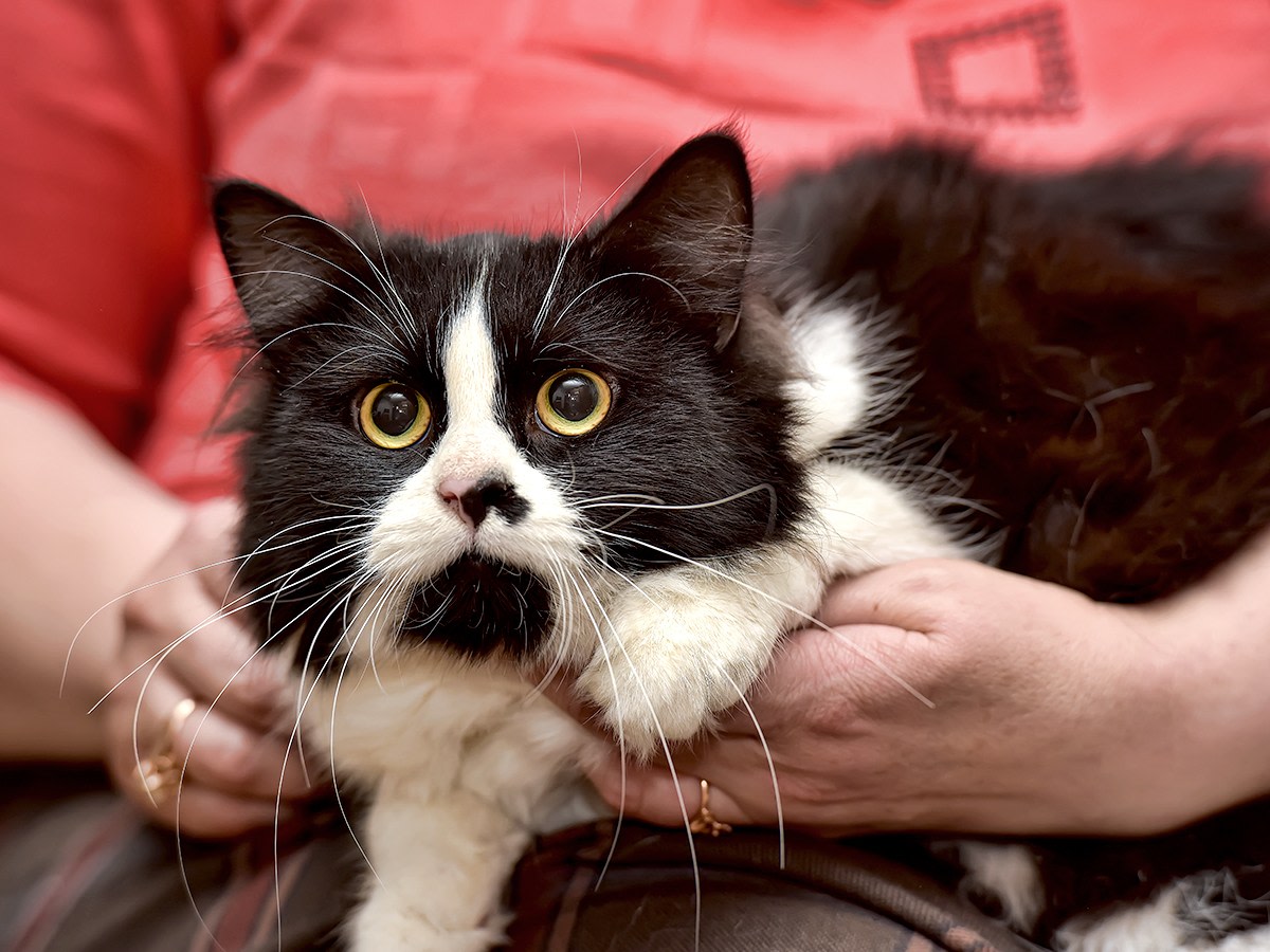 Falls Road Animal Hospital | Open 24/7, 365 Days a Year