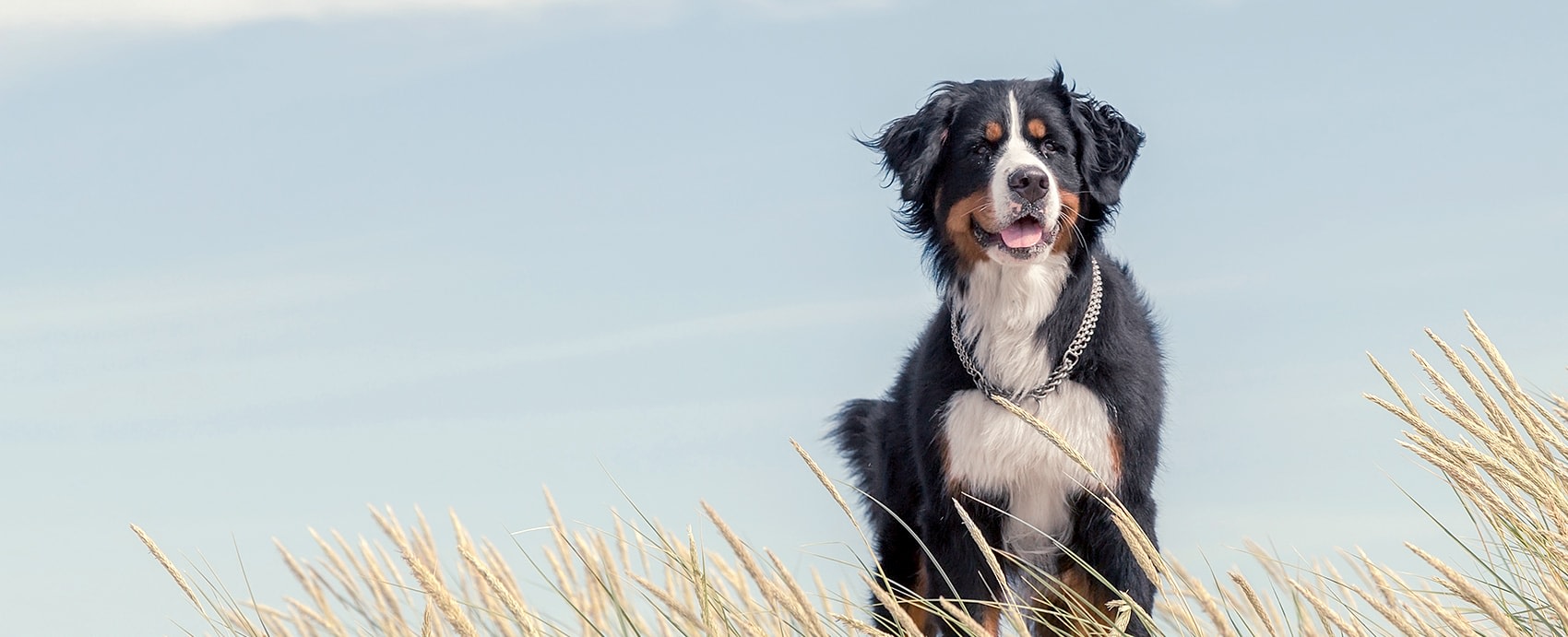 Shane Veterinary Medical Center | Open 7 Days a Week | Book Online