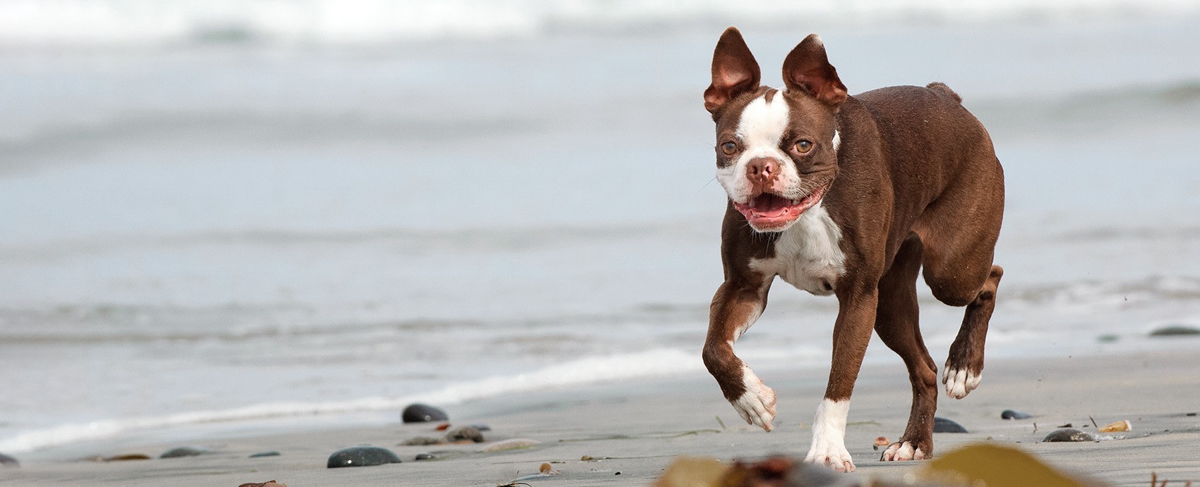 Shane Veterinary Medical Center | Open 7 Days a Week | Book Online