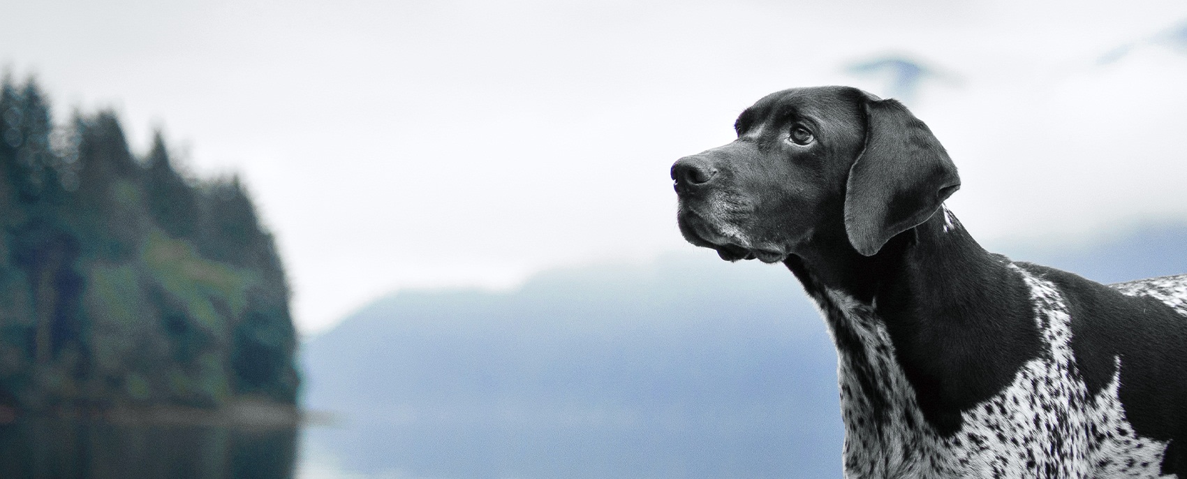 Welcome to Columbia River Veterinary Specialists | Vancouver Vet