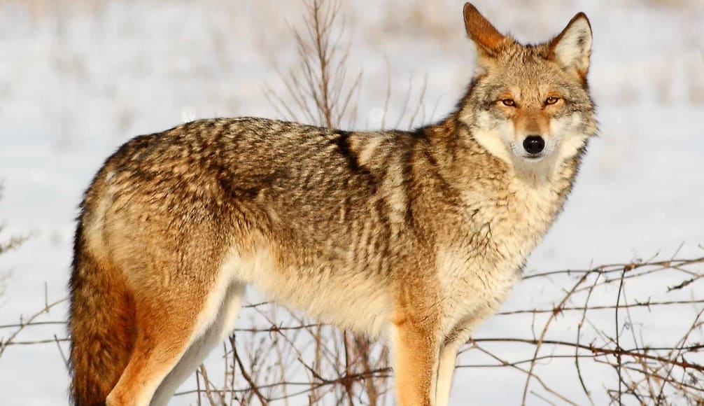 Coyote Watch Canada
