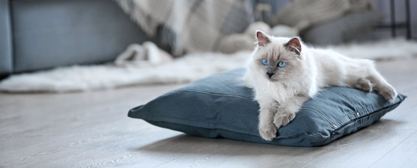 Cascade Veterinary Referral Center | Tigard Animal Hospital